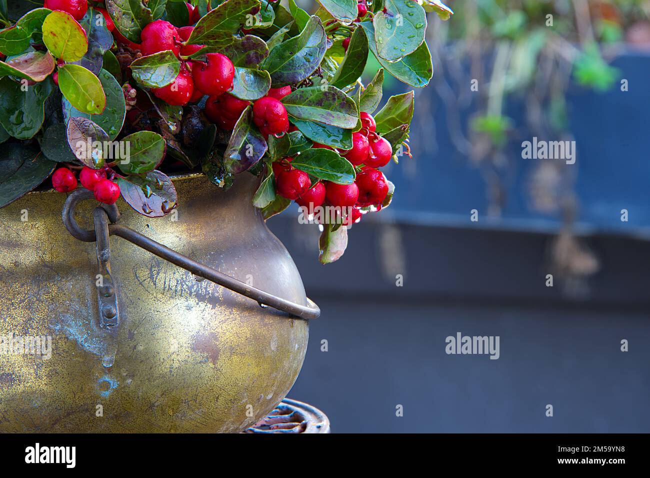 Hardy plant with red berries and green leaves in a copper jar Stock ...