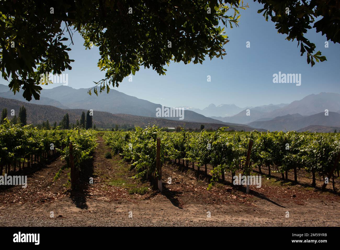 Rows of vines in San Esteban, Chile, with the Andes in background and ...