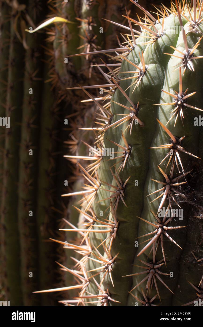 Close up of cactus with light falling on parts of its spikes Stock ...