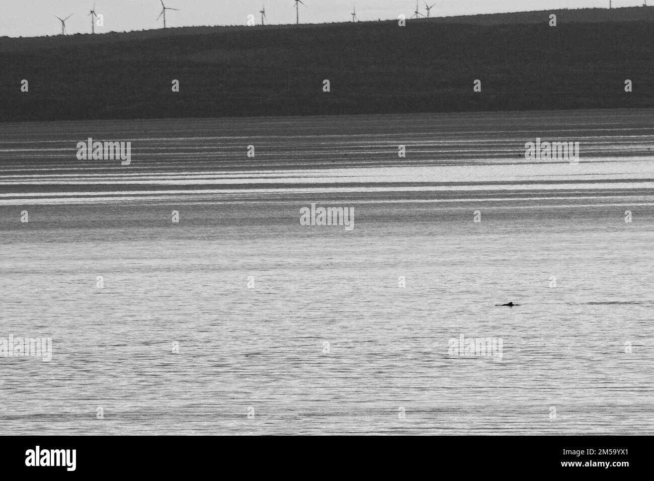 Lesser rorqual balaenoptera hi-res stock photography and images - Alamy