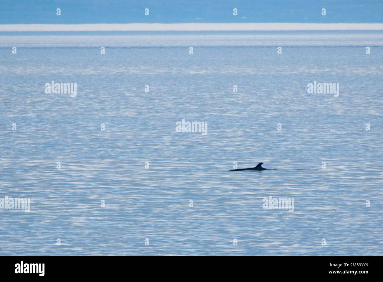 A single Minke whale (Balaenoptera acutorostrata) traveling up the St ...