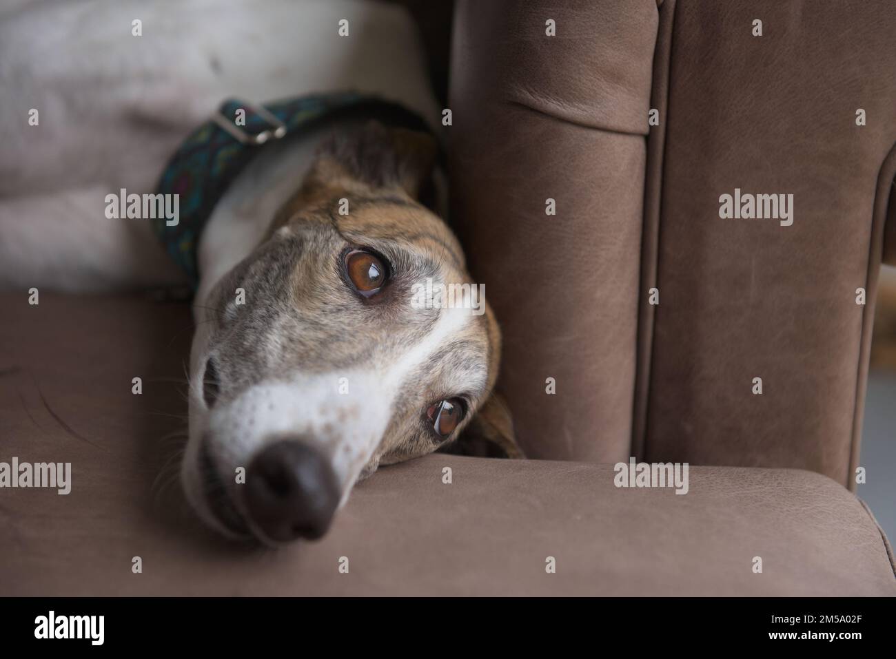 Close up of pet greyhound dog's face, relaxing, lying on her side on a ...