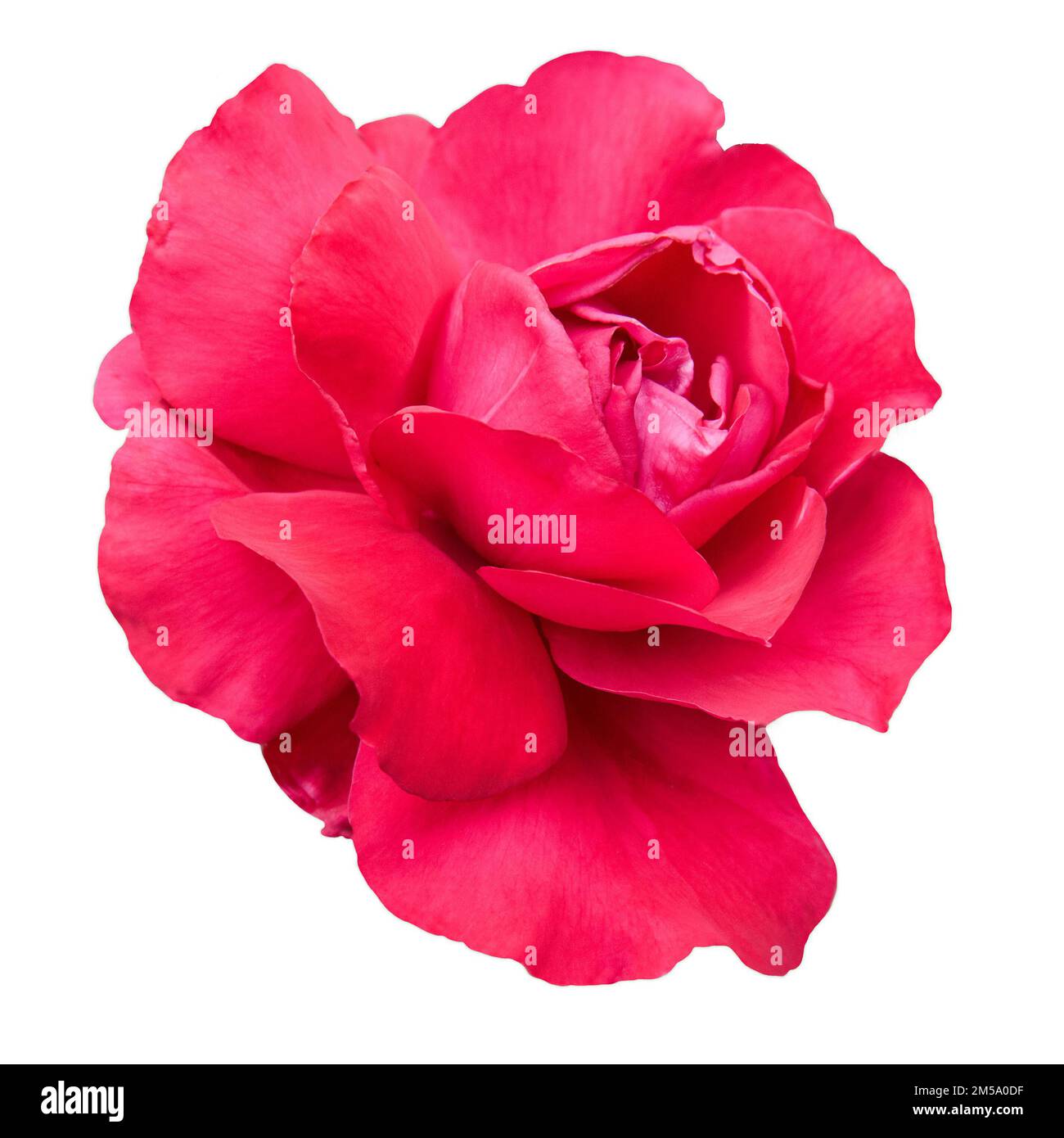 Red rose flower isolated on white background Stock Photo - Alamy