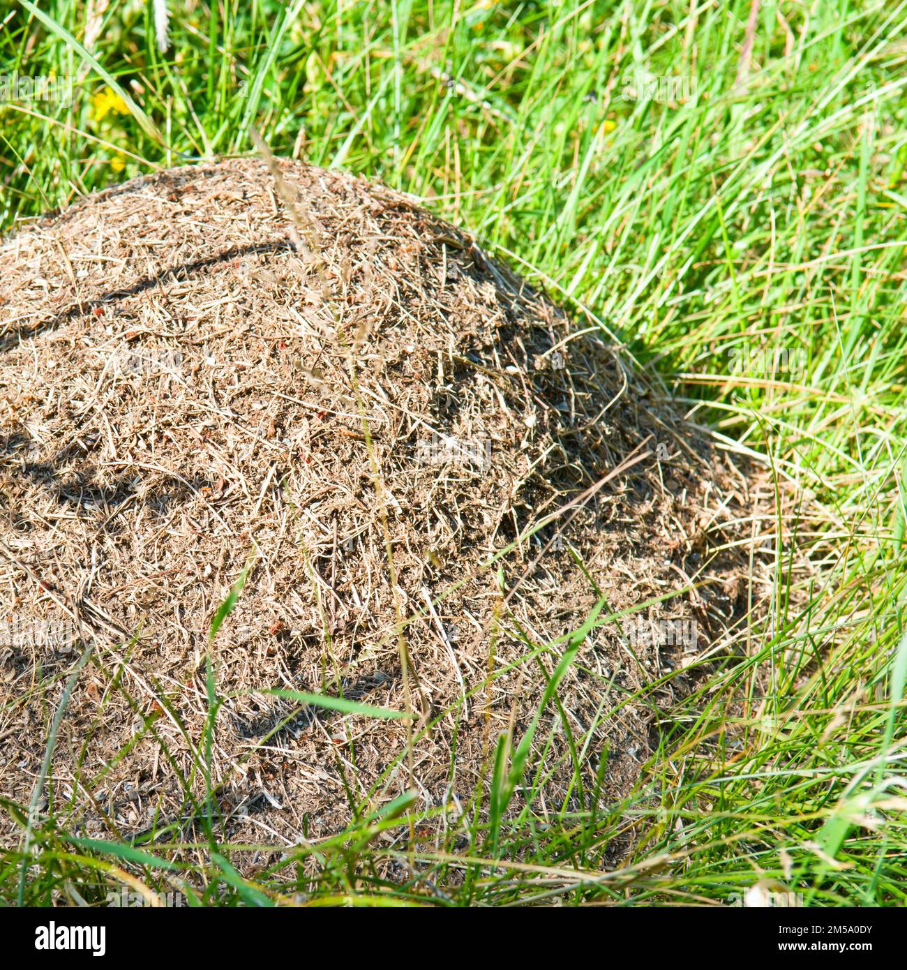 Anthill in the grass hi-res stock photography and images - Alamy