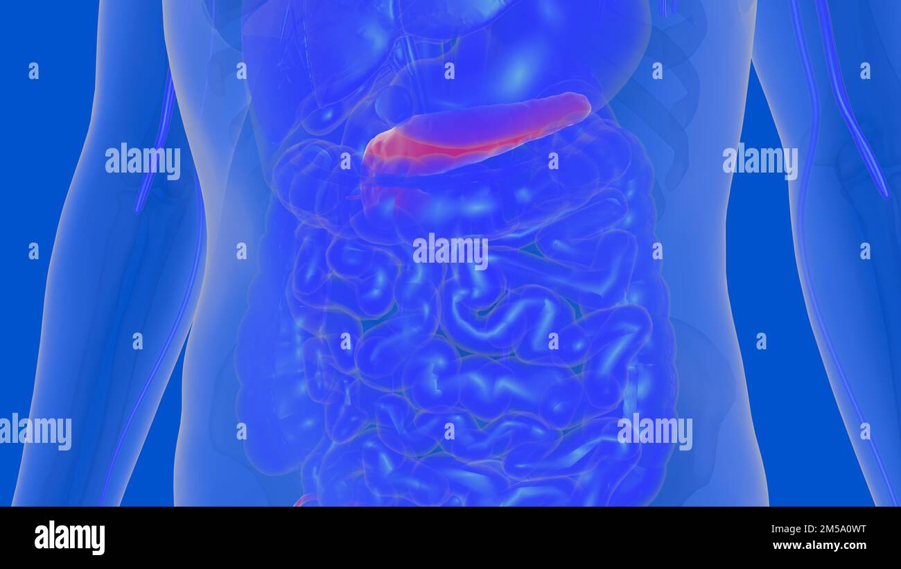 Pancreas Human Digestive System Anatomy For Medical Concept 3D ...