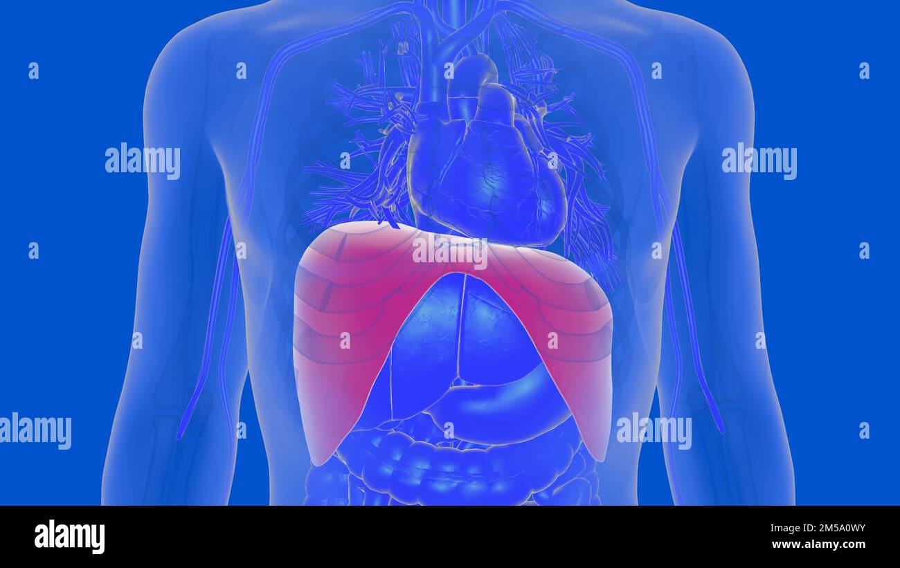 Human diaphragm anatomy for medical concept 3D illustration Stock Photo ...
