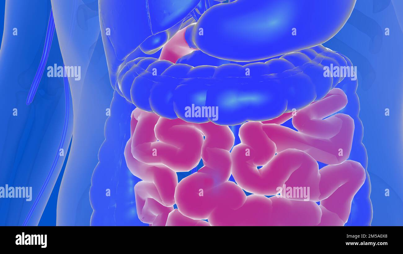 3D Illustration Human Digestive System Anatomy (Small Intestine) For ...