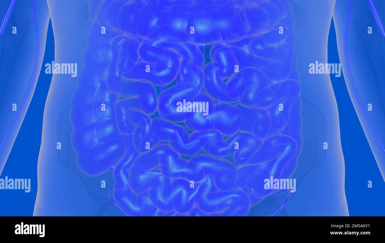 Small and large Intestine 3D Illustration Human Digestive System ...