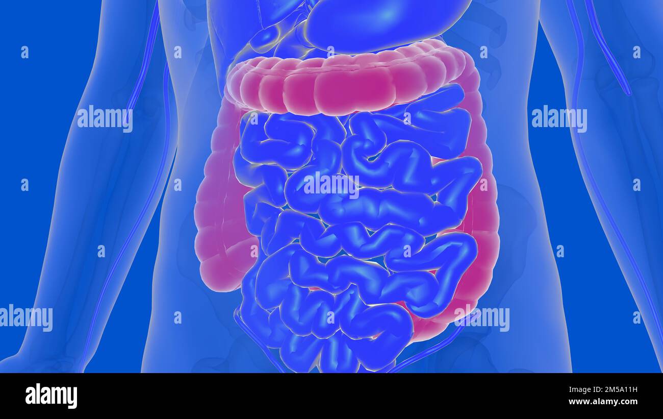 3D Illustration Human Digestive System Anatomy (Large Intestine) For ...