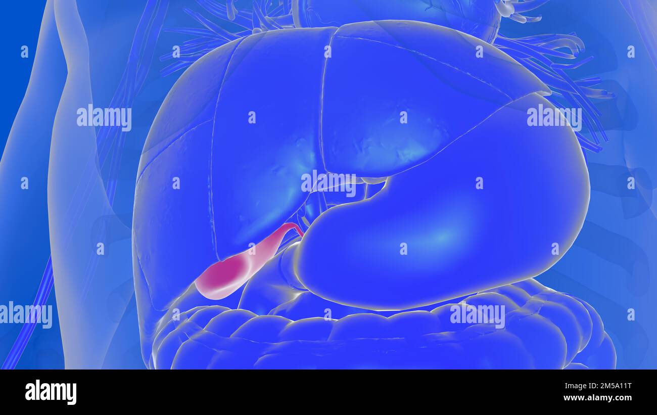Gall Bladder Human Digestive System Anatomy For Medical Concept 3D ...