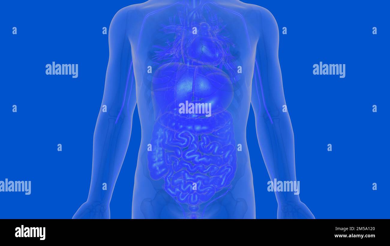 Human Anatomy internal organs For medical concept 3D Illustration Stock ...