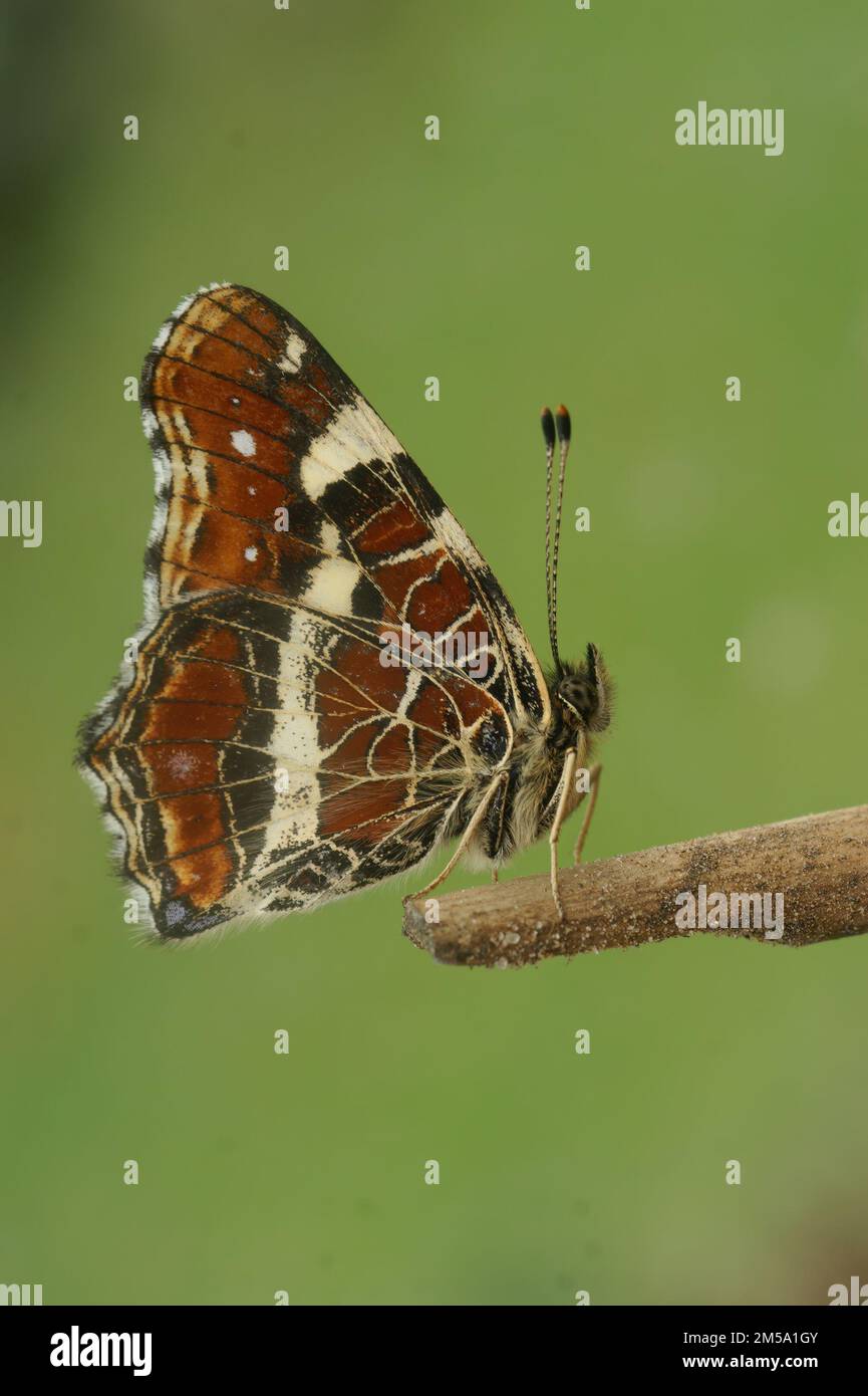 Natural closeup on the colorful orange spring version of the map ...