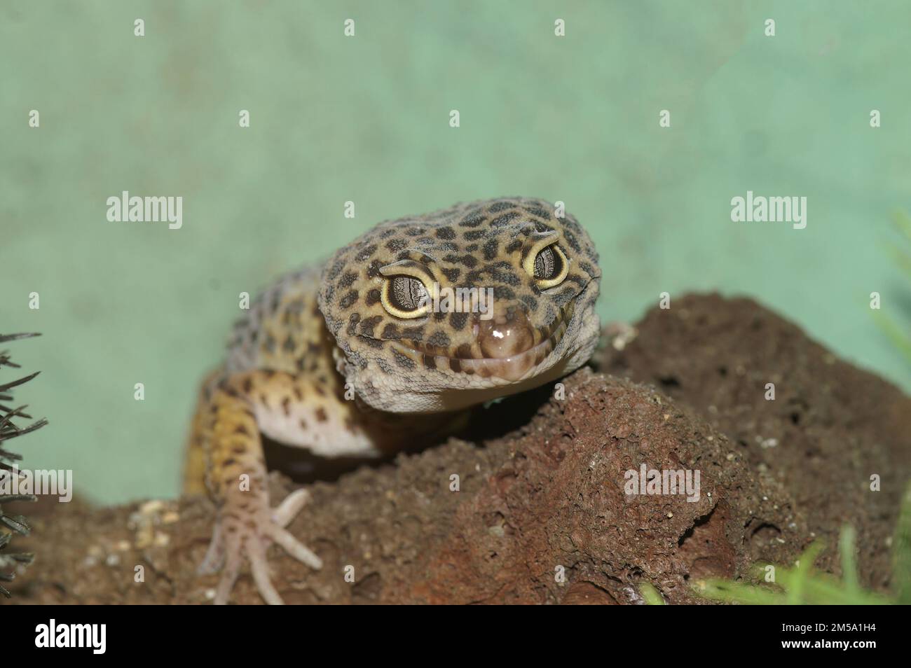 Frontal closeup on the head of a common leopard gecko , Eublepharis ...