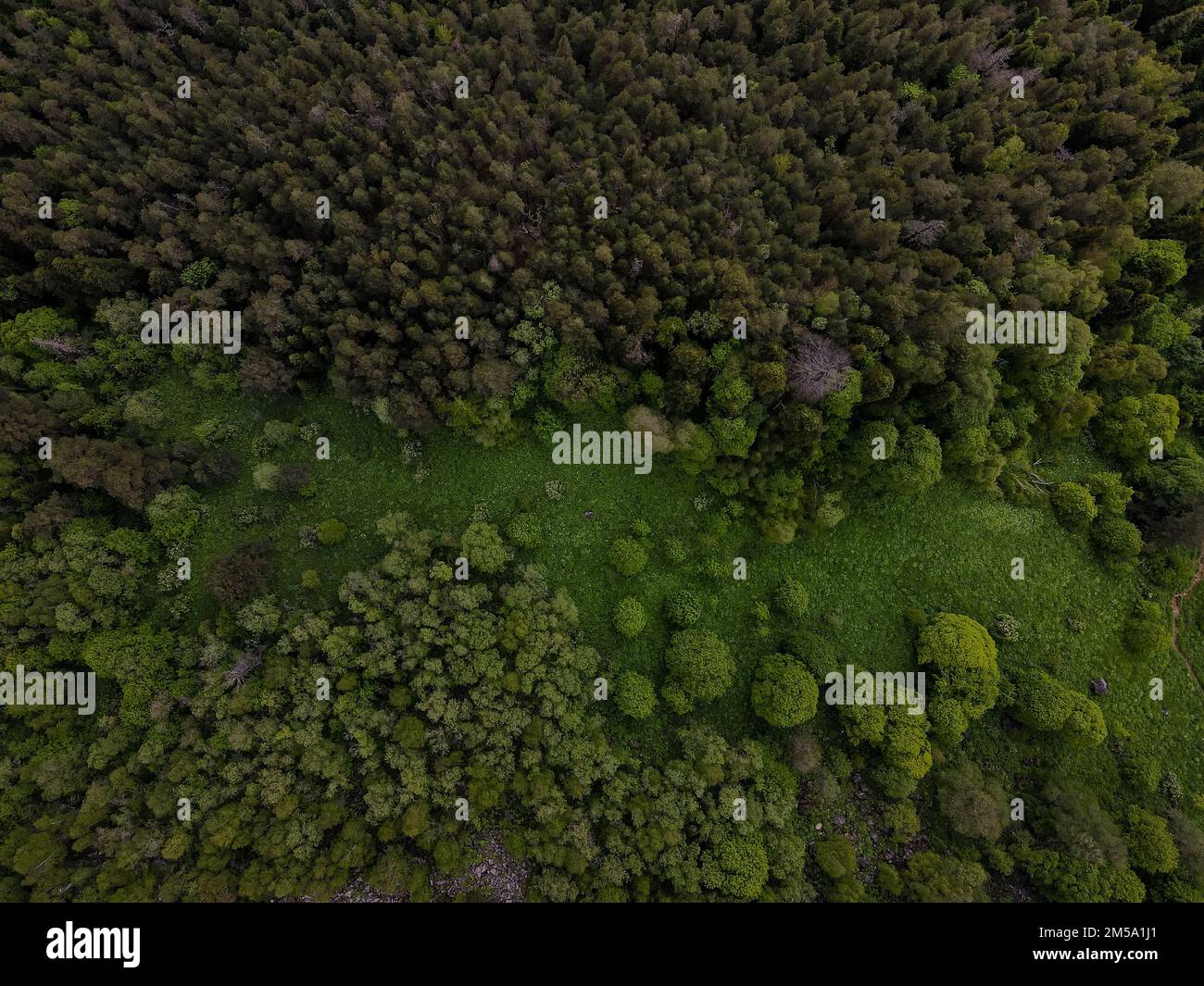 Top down view of green forest, woodland aerial shot. Drone fly over pine trees Stock Photo - Alamy