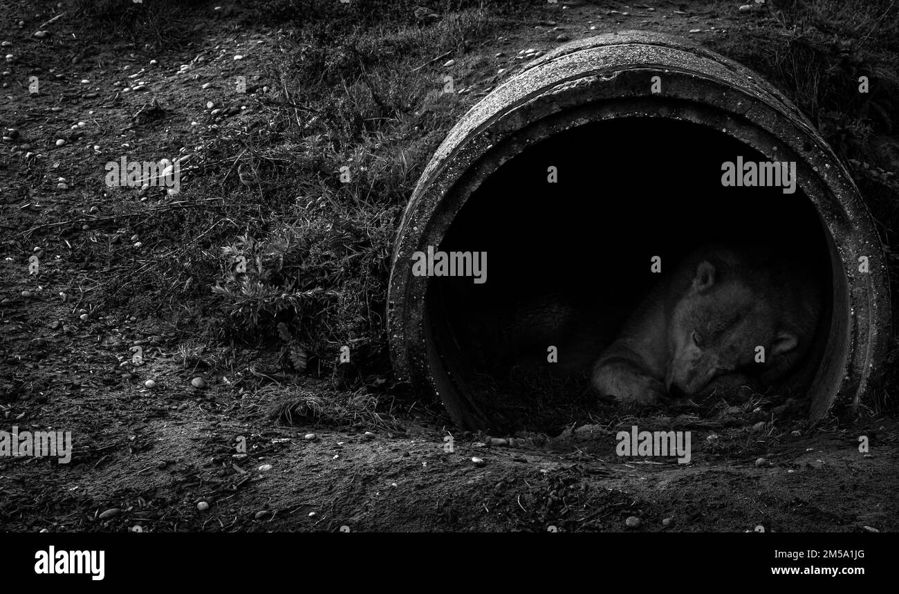 A scenic shot of a bear sleeping under the ground in a tube in ...