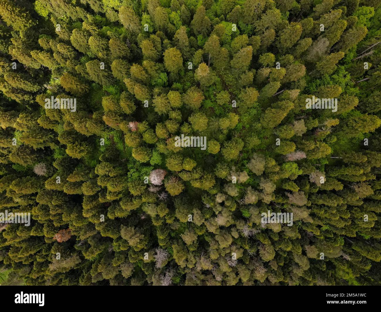 Top down view of green forest, woodland aerial shot. Drone fly over pine trees Stock Photo - Alamy