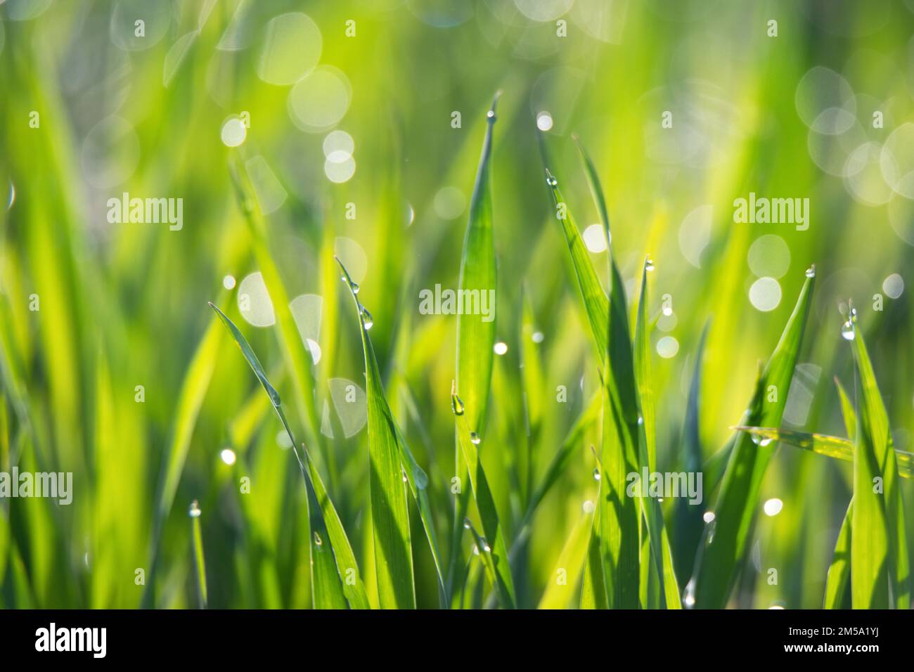 Green grass and drops of morning dew Stock Photo - Alamy