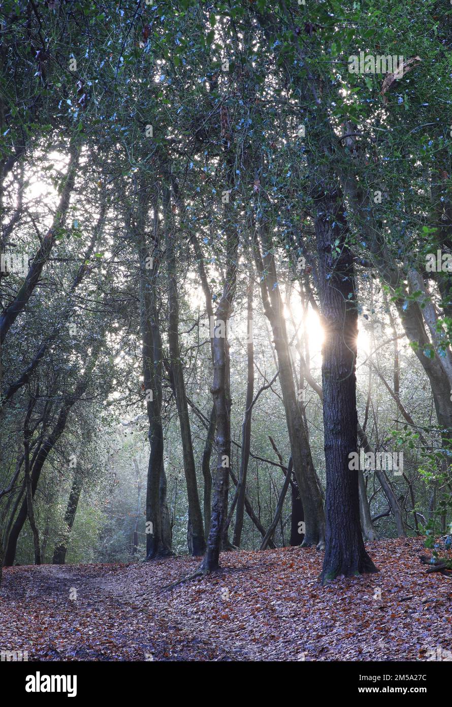 Birmingham woods hi-res stock photography and images - Alamy