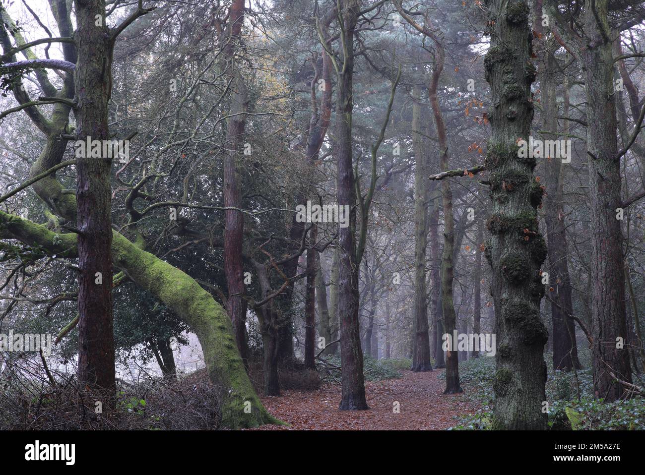 Birmingham woods hi-res stock photography and images - Alamy
