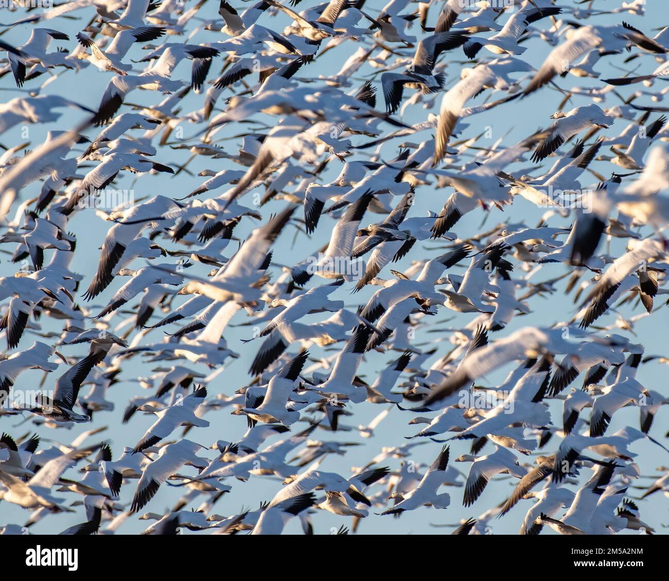 A group of snow geese migrating in the sky with the sun shining on them ...