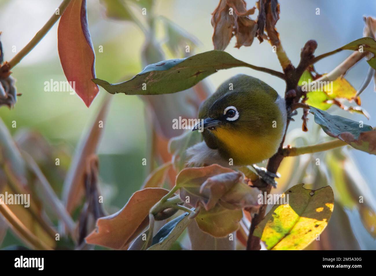 Sri Lankan white-eye or Zosterops ceylonensis an endemic species of Sri ...