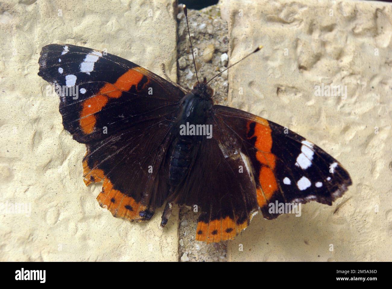 Vanessa atalanta, the red admiral or, previously, the red admirable ...