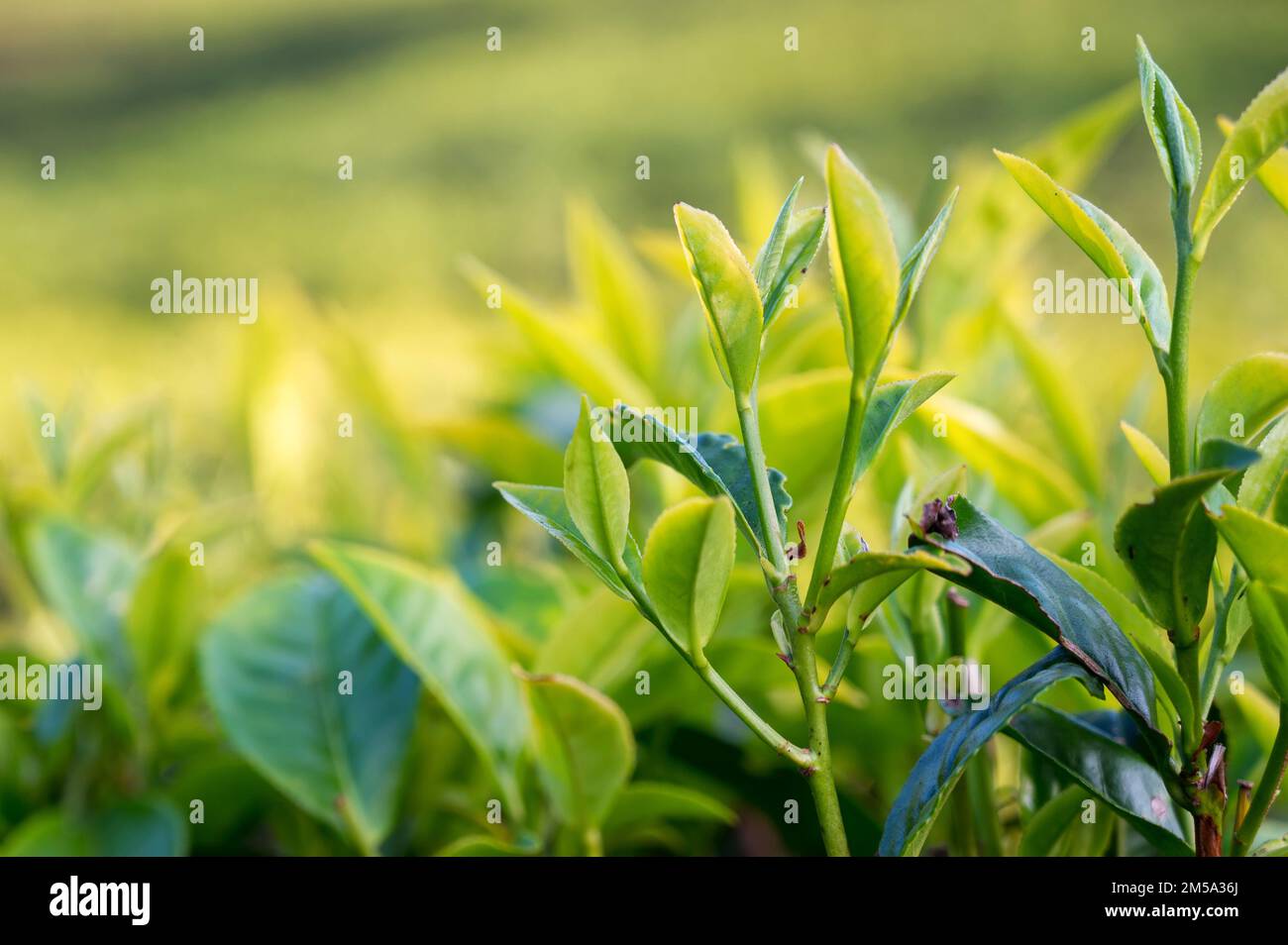 Close-up photograph of tender fresh tea bud and leaves Stock Photo - Alamy