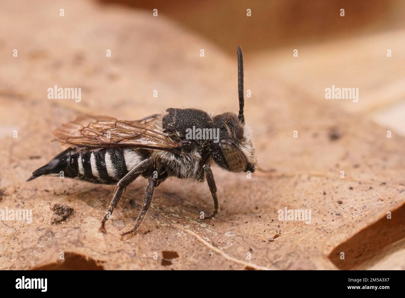 Detailed closeup on a female of the Large sharp-tailed bee, Coelioxys ...