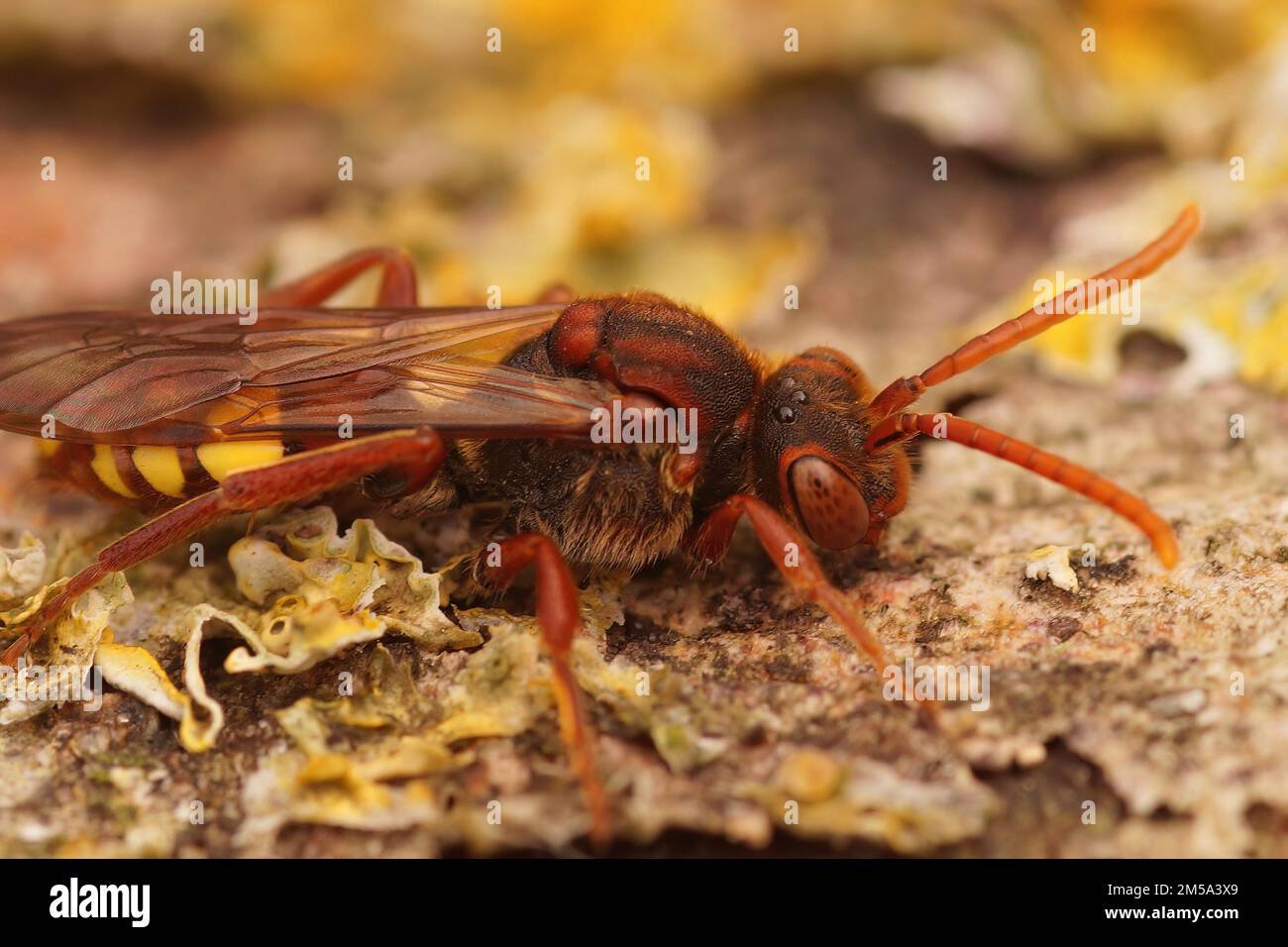 Natural closeup on colorful red flavous Nomad bee, Nomada flava sitting ...