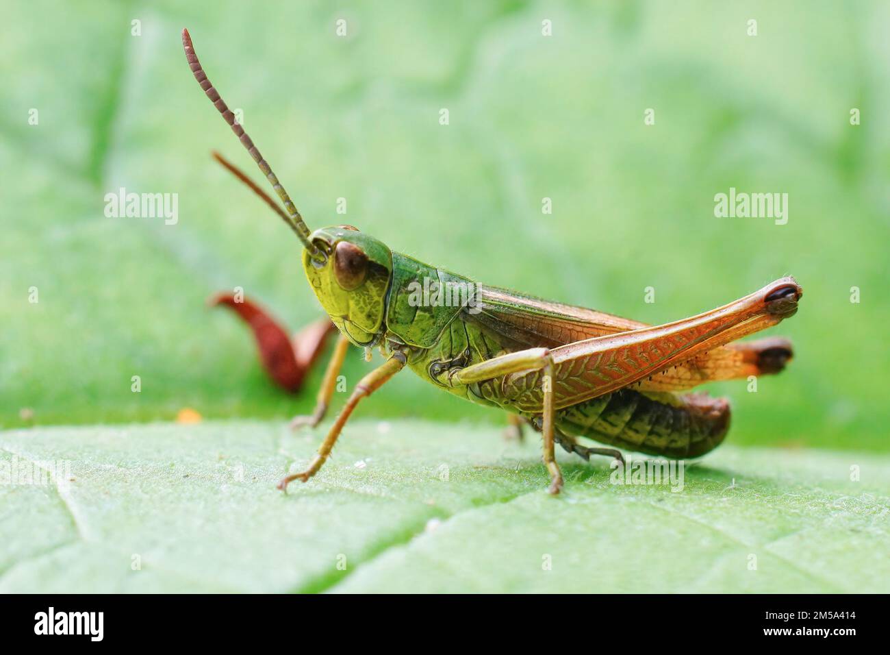 Natural closeup on a common European grashopper, Pseudochorthippus ...