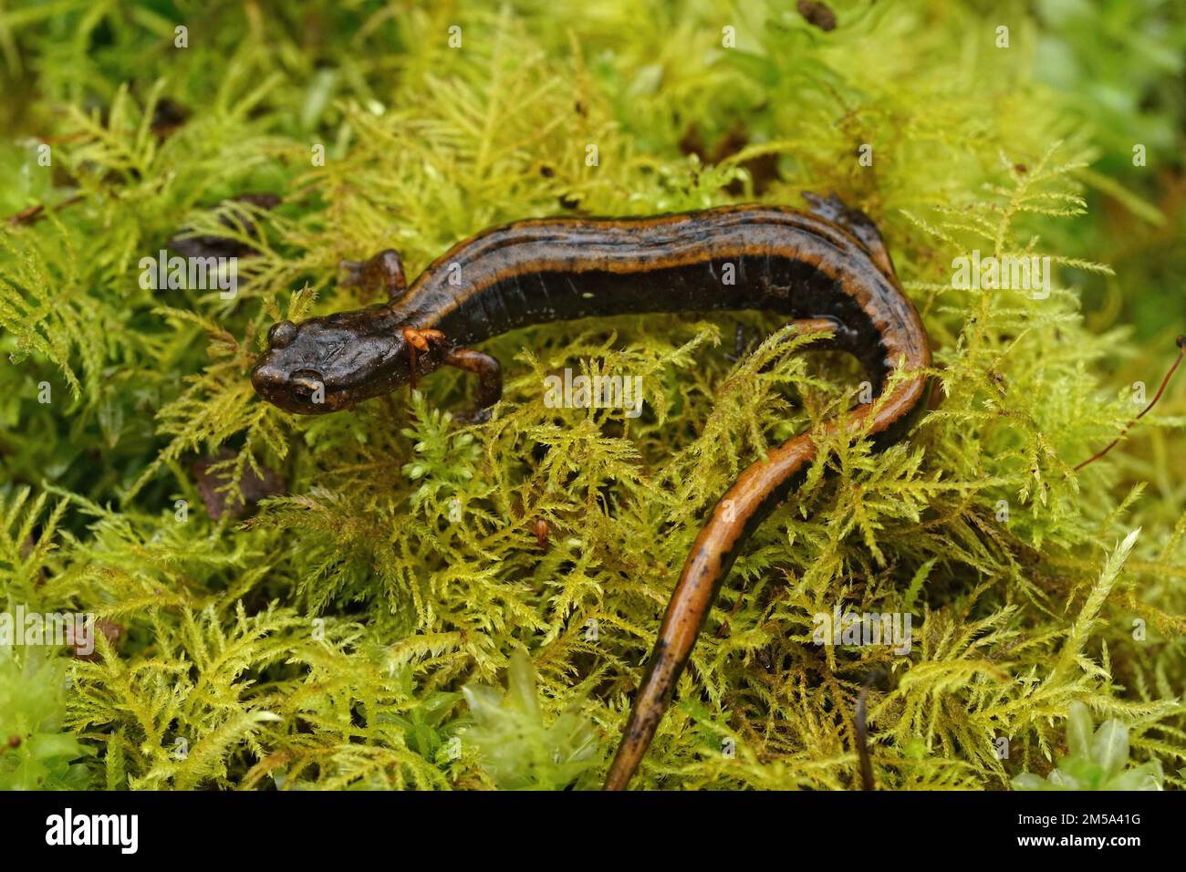 Closeup on colorful red flavous Nomad bee, Nomada flava sitting on wood ...