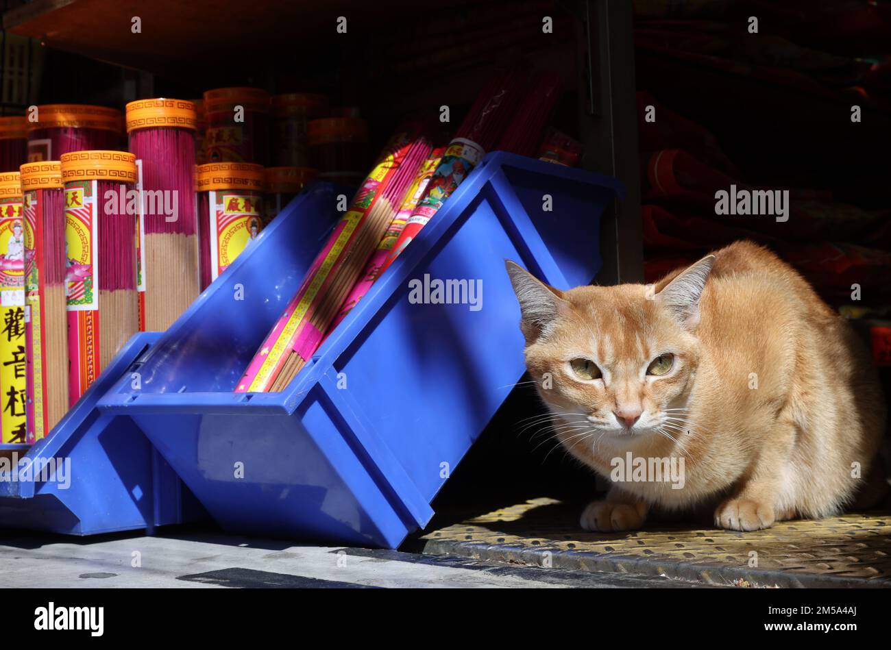 HHim Chai,HHa 5-year-old cat, enjoys the sun at a shop in Cheung Sha ...