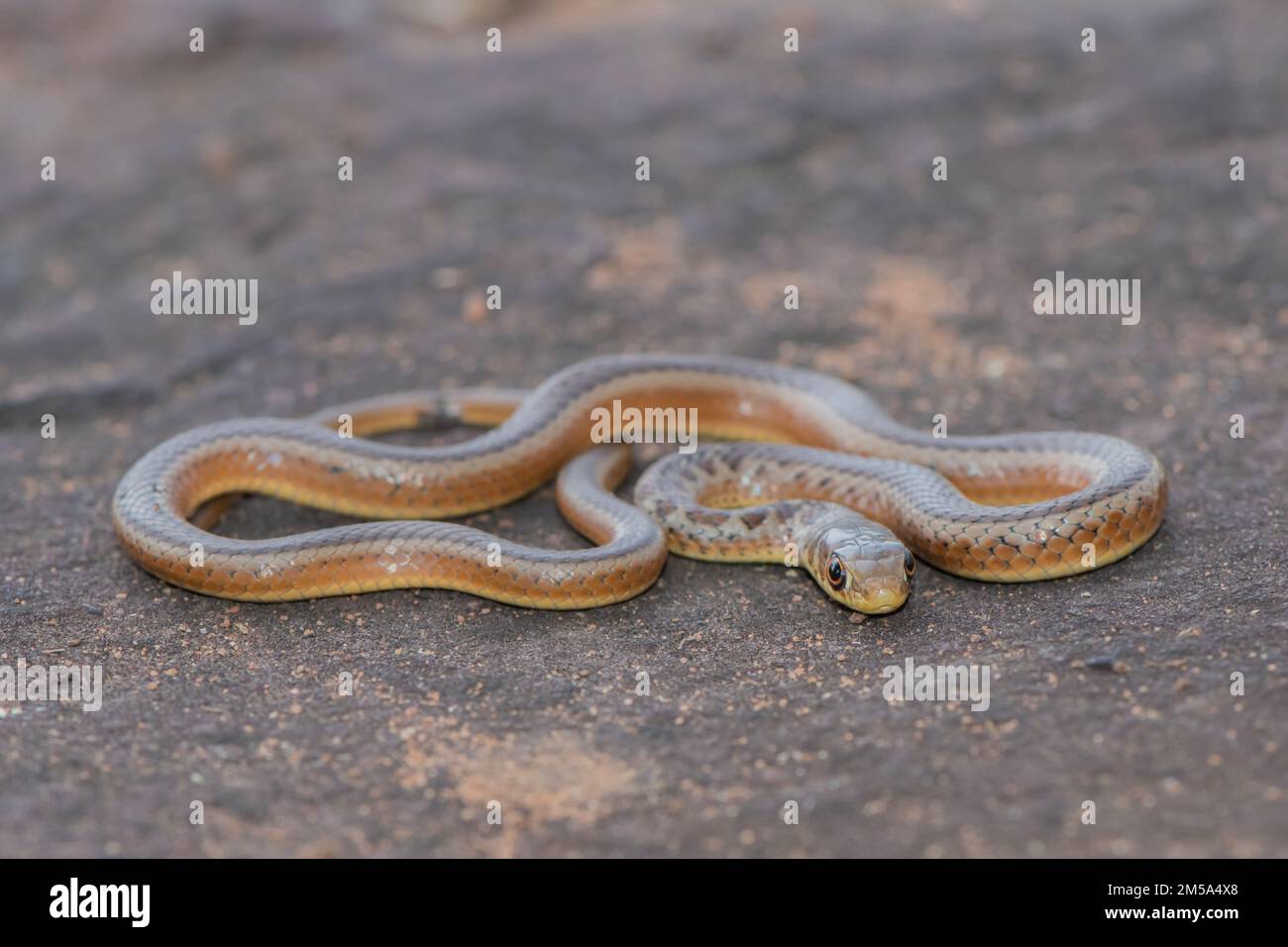 Short snouted grass snake (Psammophis brevirostris Stock Photo - Alamy