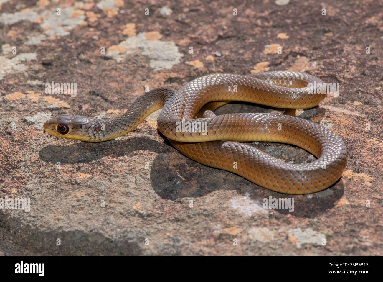 Short snouted grass snake (Psammophis brevirostris) in the wild Stock ...