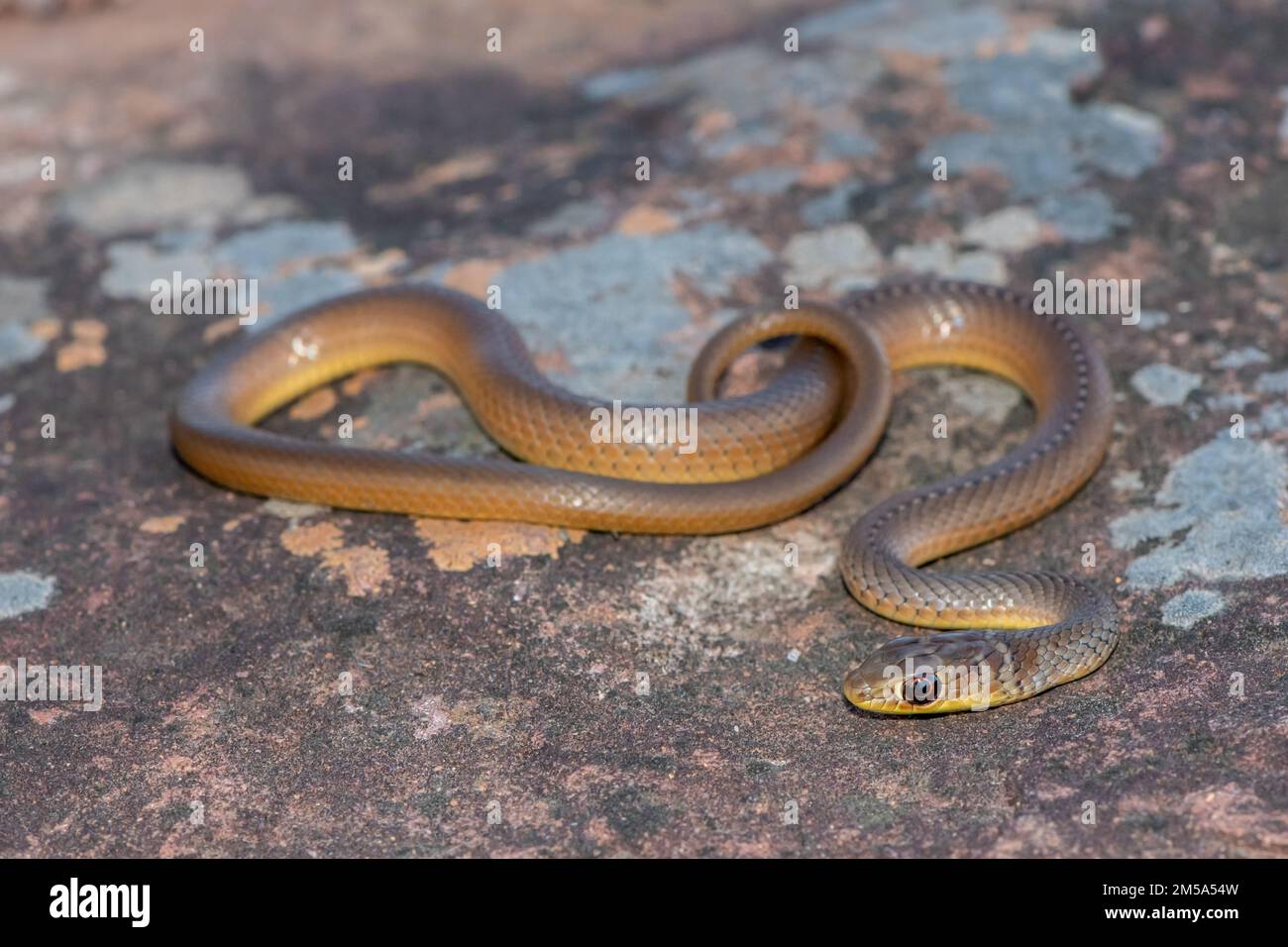 Gorgeous Short snouted grass snake (Psammophis brevirostris Stock Photo ...