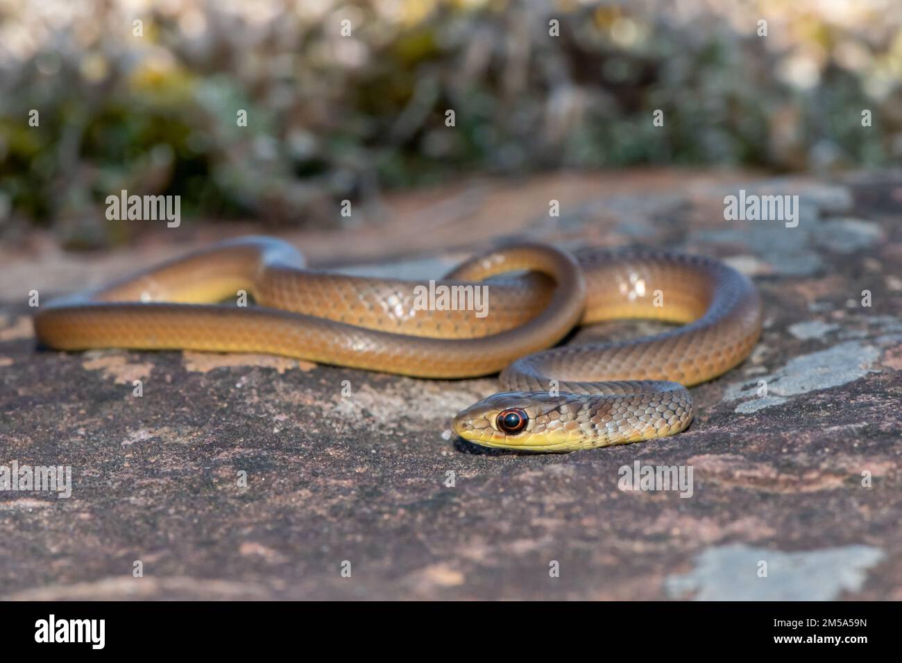 Beautiful Short snouted grass snake (Psammophis brevirostris Stock ...