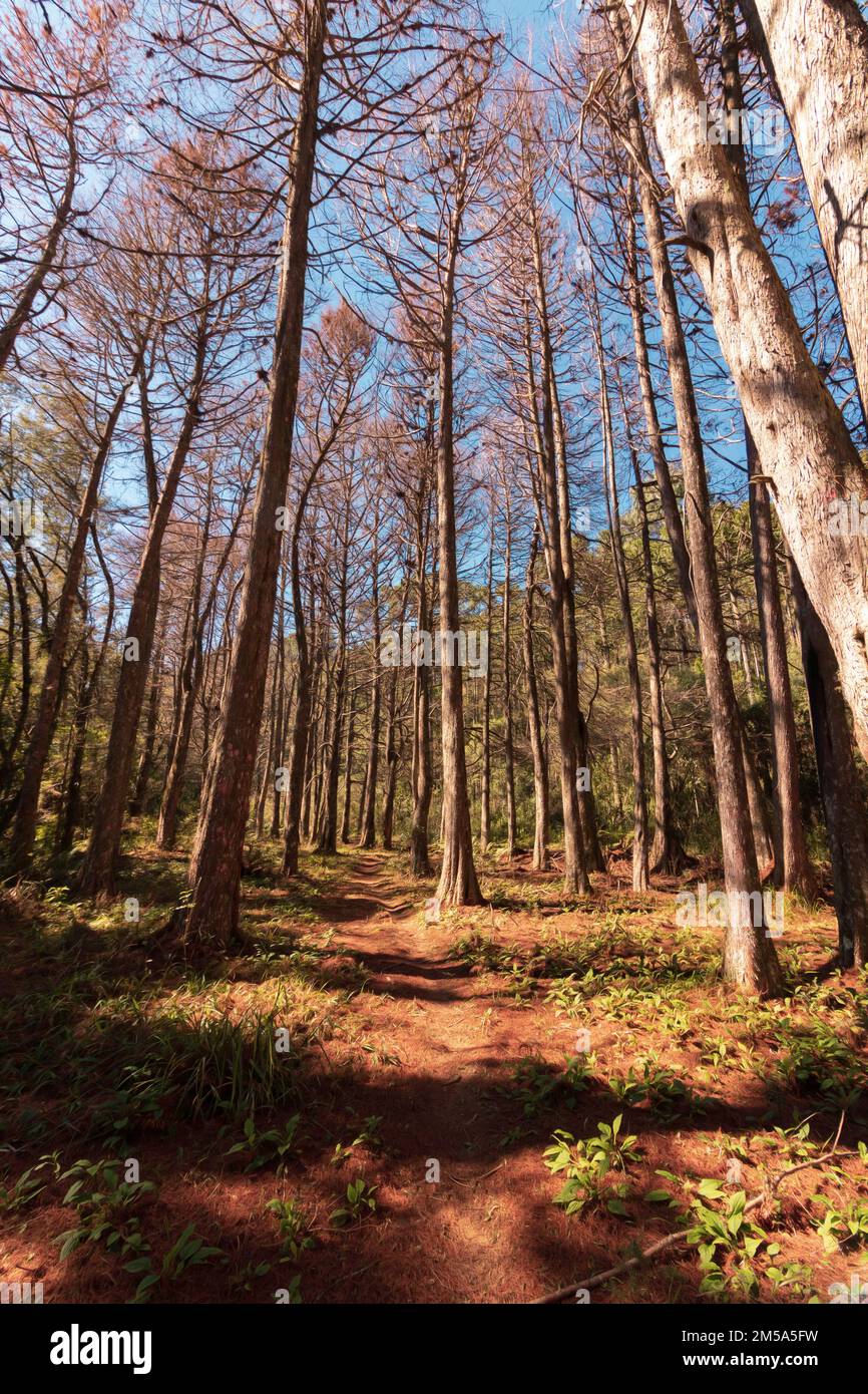 Beautifful view of Red Pine trees in Campos do Jordao, Sao Paulo ...
