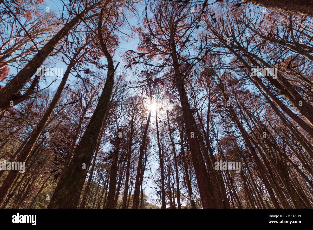 Beautifful view of Red Pine trees in Campos do Jordao, Sao Paulo ...
