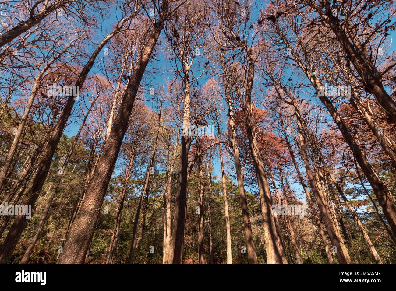 Beautifful view of Red Pine trees in Campos do Jordao, Sao Paulo ...