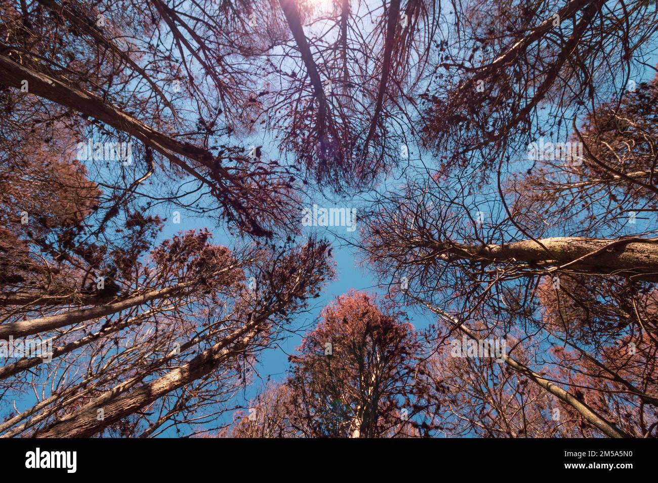 Beautifful view of Red Pine trees in Campos do Jordao, Sao Paulo ...