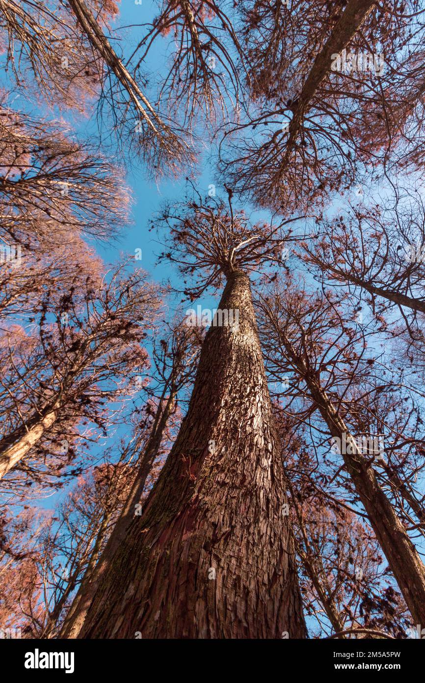 Beautifful view of Red Pine trees in Campos do Jordao, Sao Paulo ...