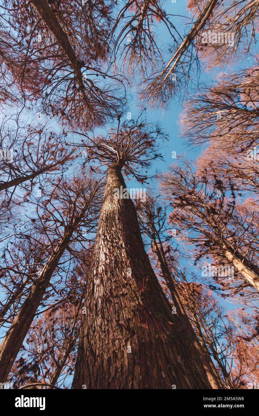Beautifful view of Red Pine trees in Campos do Jordao, Sao Paulo ...