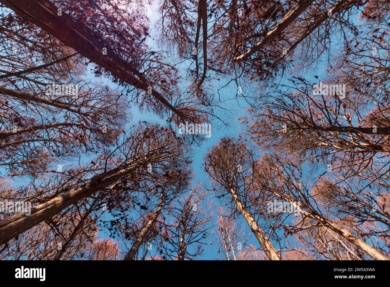 Beautifful view of Red Pine trees in Campos do Jordao, Sao Paulo ...