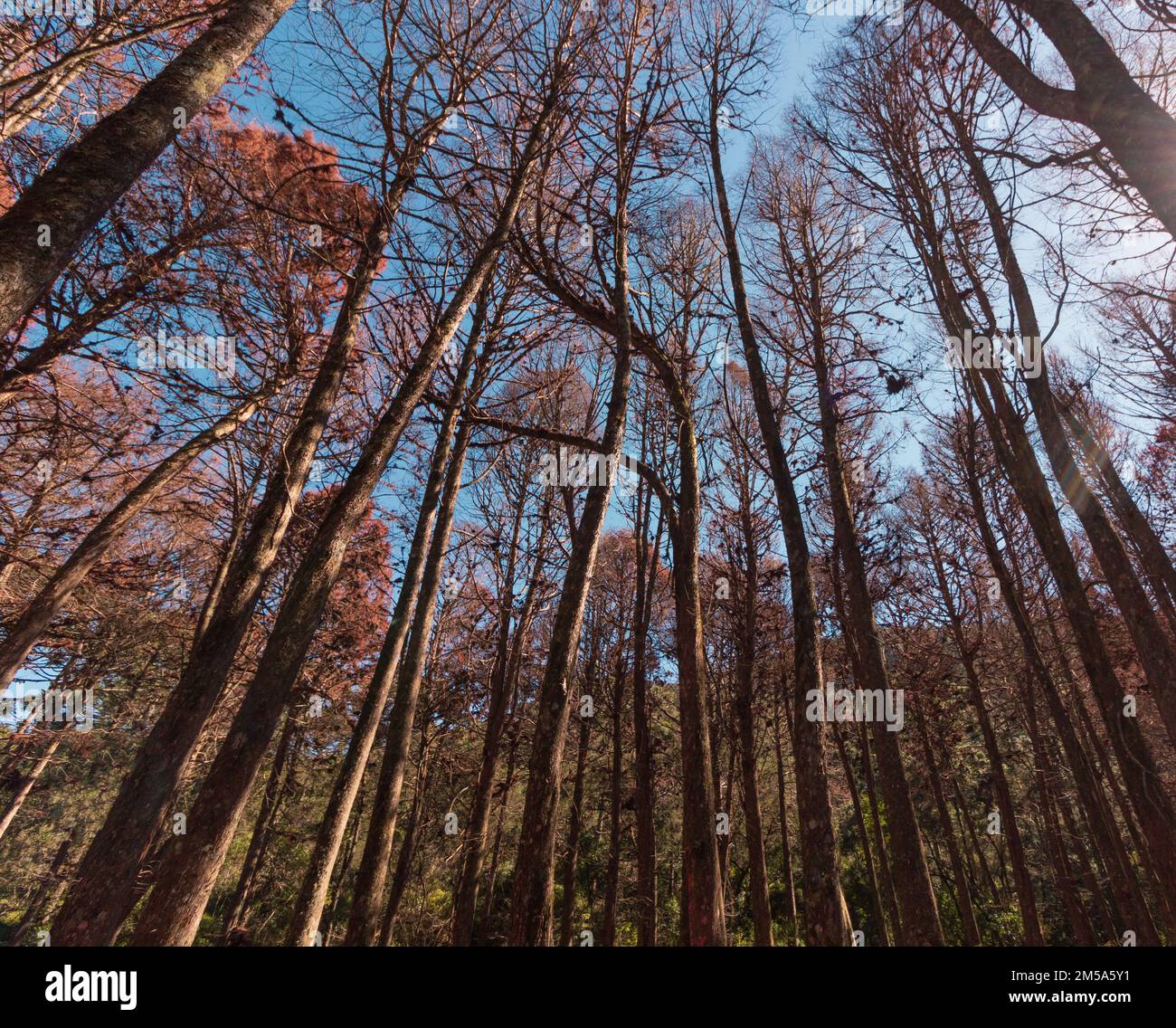 Beautifful view of Red Pine trees in Campos do Jordao, Sao Paulo ...