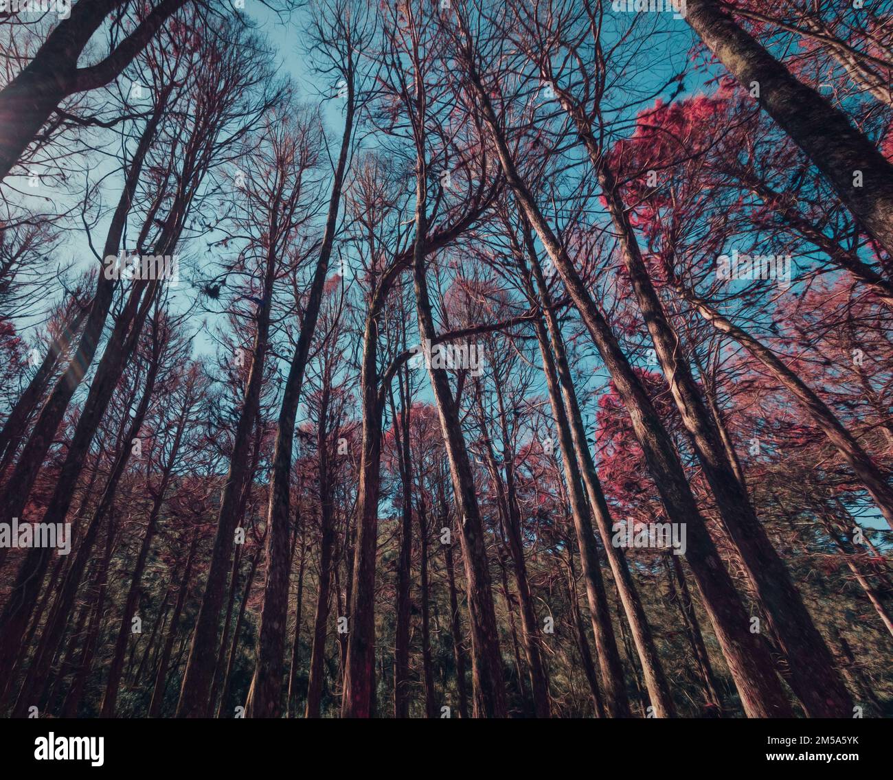 Beautifful view of Red Pine trees in Campos do Jordao, Sao Paulo ...
