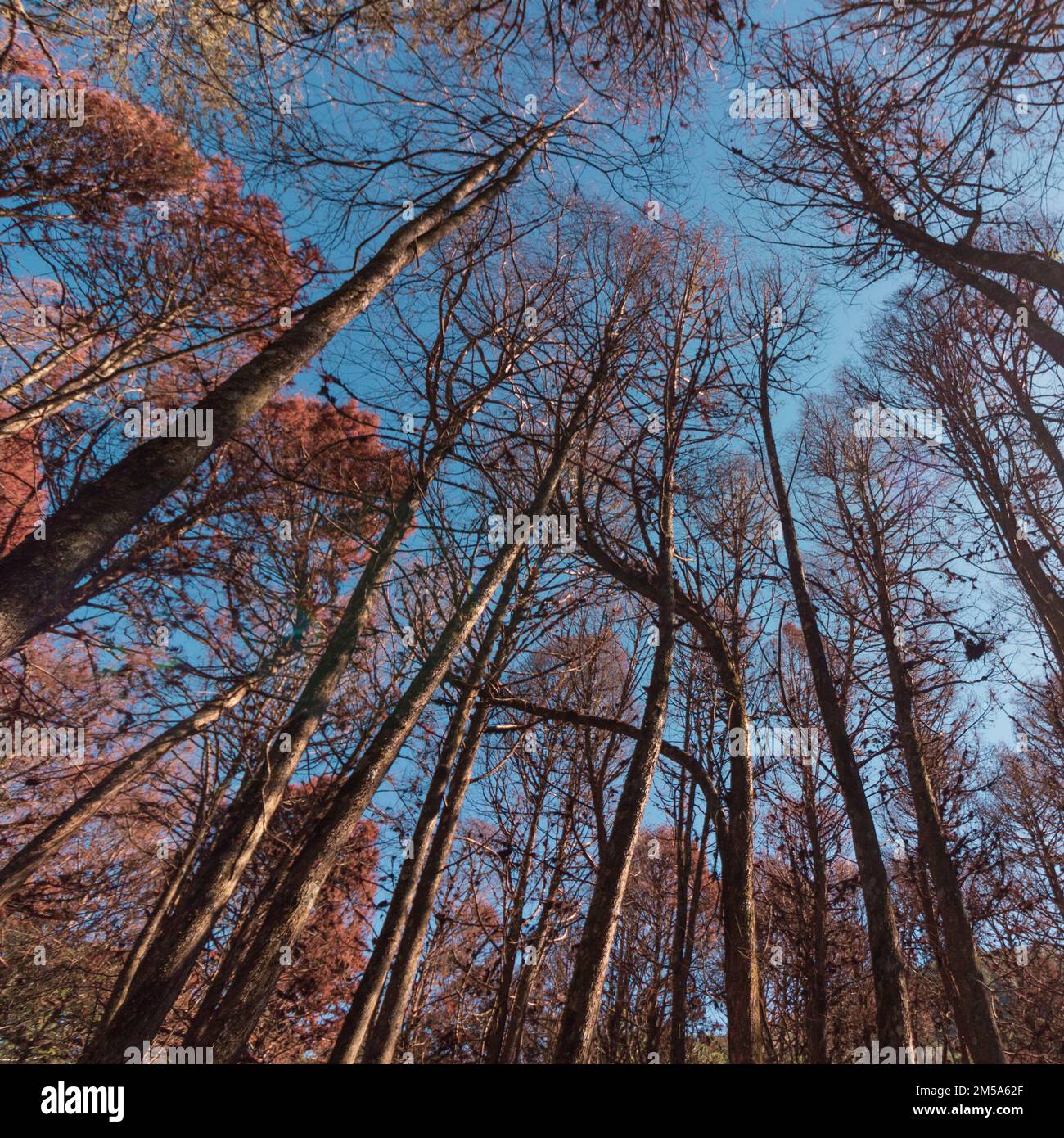 Beautifful view of Red Pine trees in Campos do Jordao, Sao Paulo ...