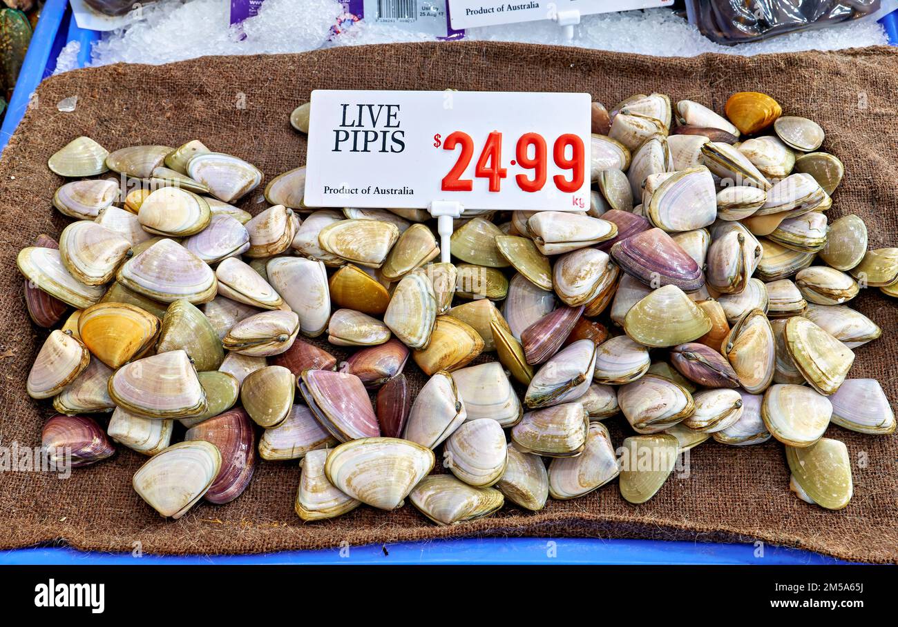 Pipis hi-res stock photography and images - Alamy