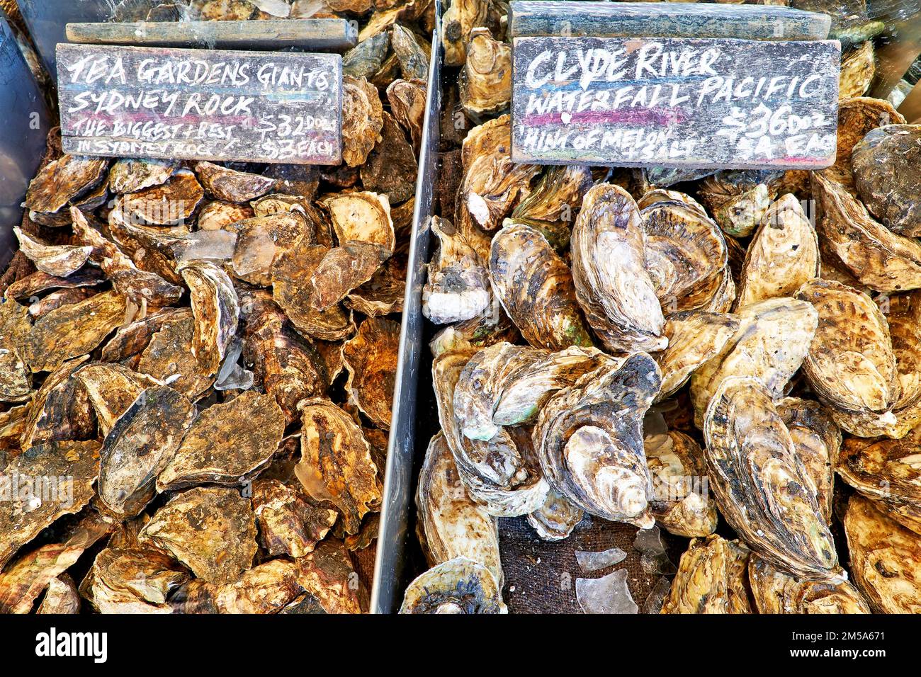 Sydney. New South Wales. Australia. The Fish Market. Different types of ...