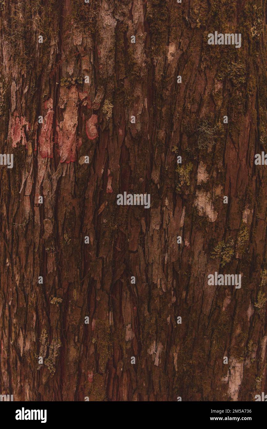 Wood texture with moss on pine tree in south america at the forest ...