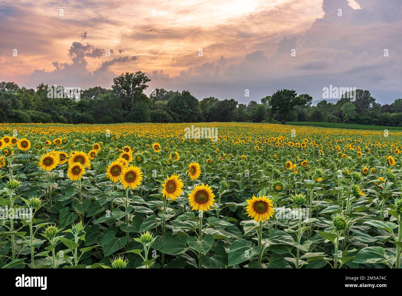 Sunbeam sunflower hi-res stock photography and images - Alamy
